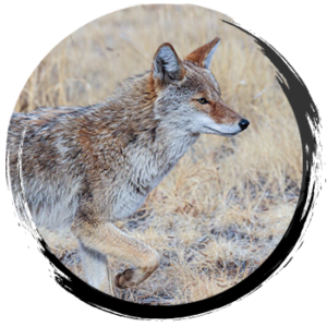 Best Animal Lures & Baits for Trapping | Houben’s Animal Lures