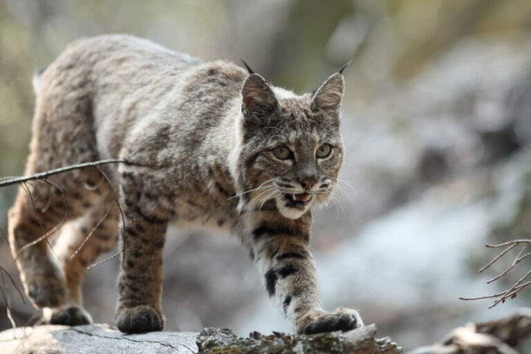 Best Lures for Trapping Coyote, Fox, Bobcat, Beaver, Muskrat, Lynx ...